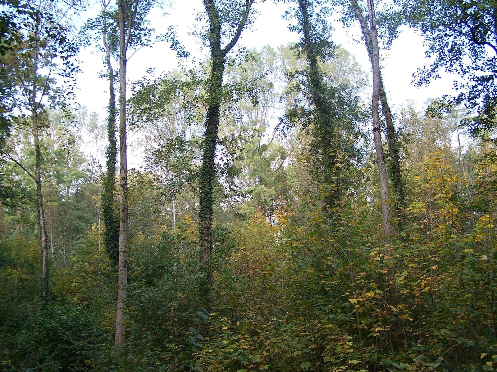 Rundwanderung durch den Rheinwald bei Lichtenau (Baden) auf dem ...