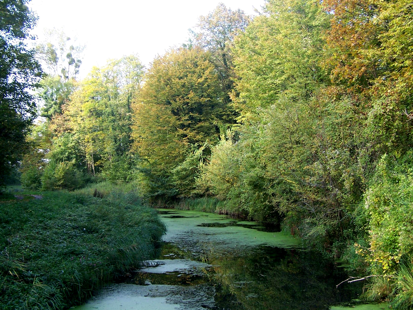 Rundwanderung durch den Rheinwald bei Lichtenau (Baden) auf dem ...
